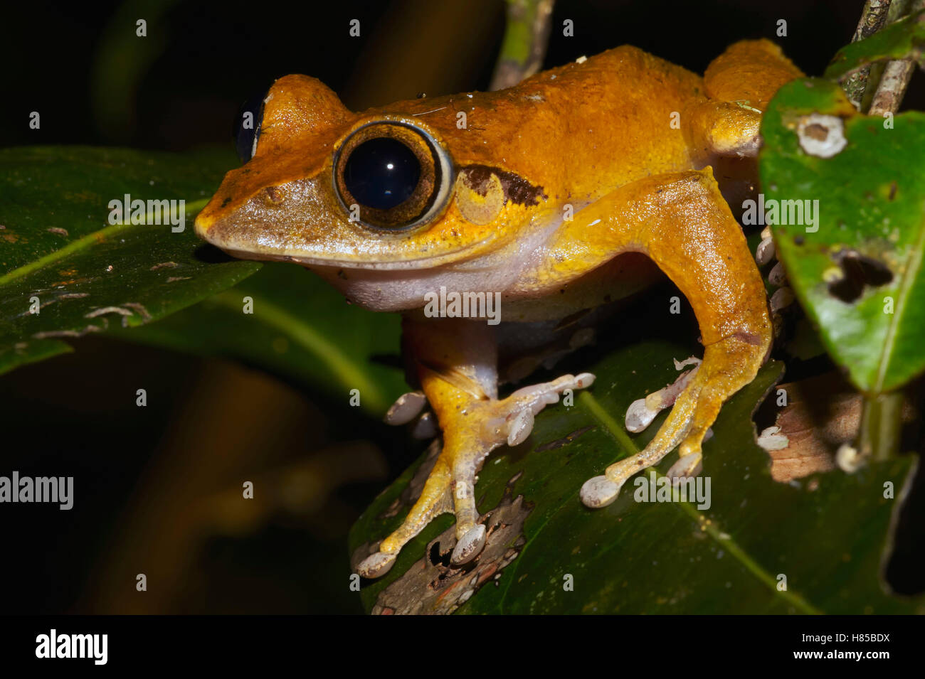 Mantellid Frog (Boophis sp) at night, Madagascar Stock Photo - Alamy