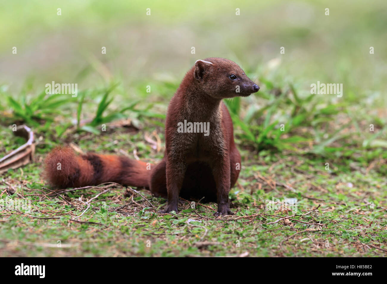 Malagasy Ring-tailed Mongoose (Galidia elegans), Madagascar Stock Photo ...