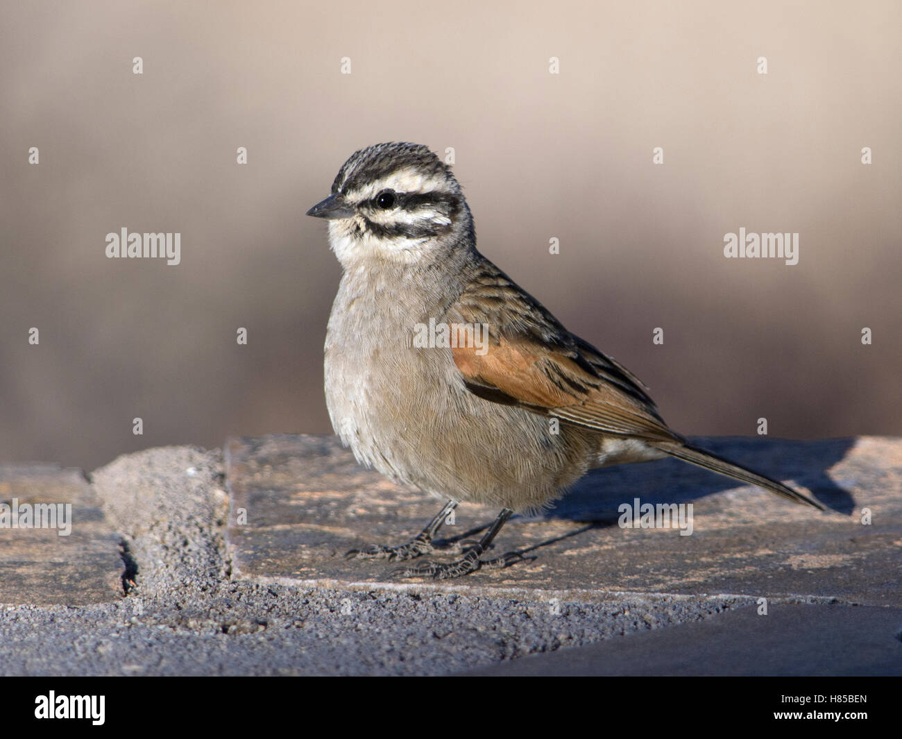 Mossie (Passer melanurus) male, Namibia Stock Photo - Alamy