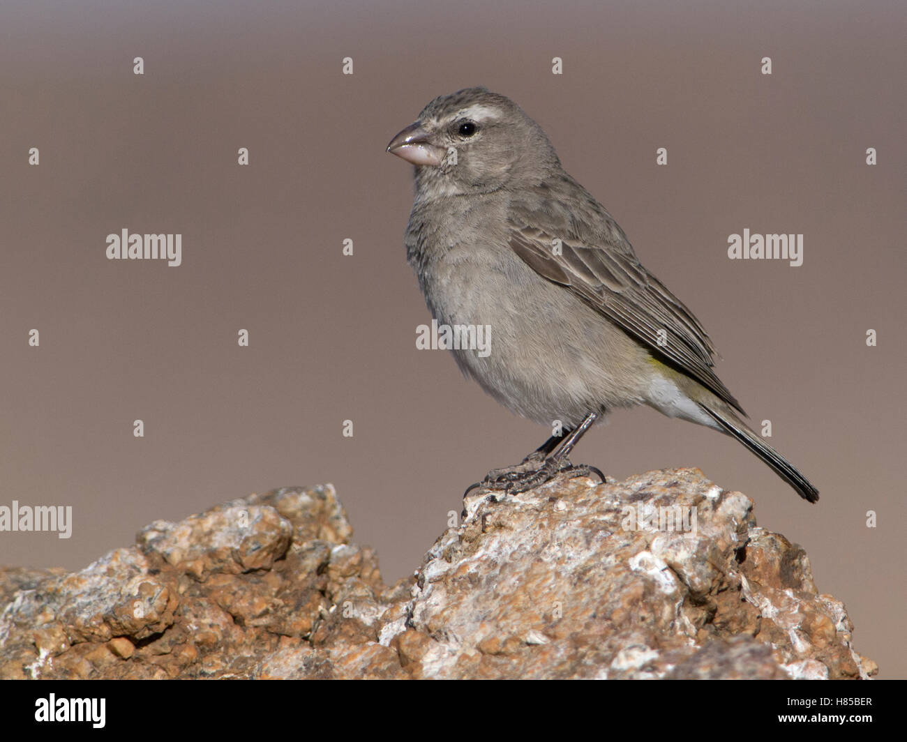 Mossie (Passer melanurus) female, Namibia Stock Photo - Alamy