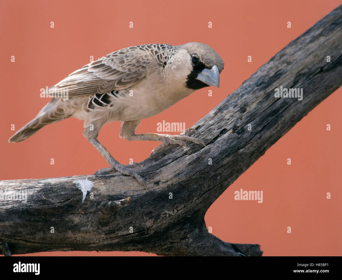 Sociable Weaver (Philetairus socius), Sossusvlei, Namibia Stock Photo ...