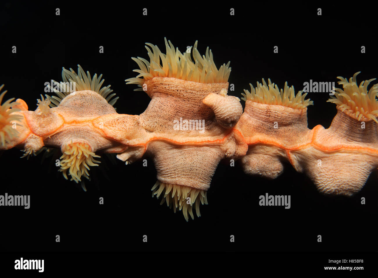 Anthozoan (Amphianthus sp) group, Cebu, Philippines Stock Photo - Alamy