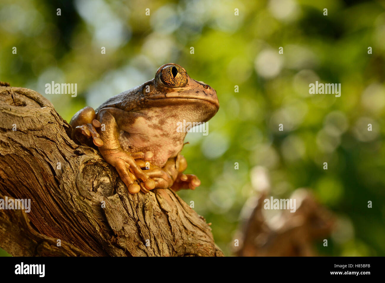 Peacock Tree Frog (Leptopelis vermiculatus), Zuid-Holland, Netherlands ...
