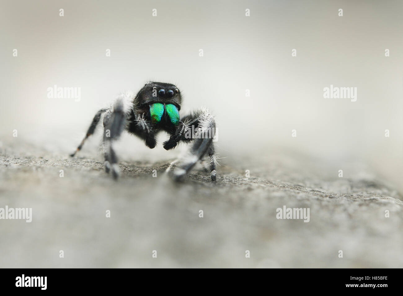 Jumping Spider (Phidippus regius) male, Limburg, Netherlands Stock ...