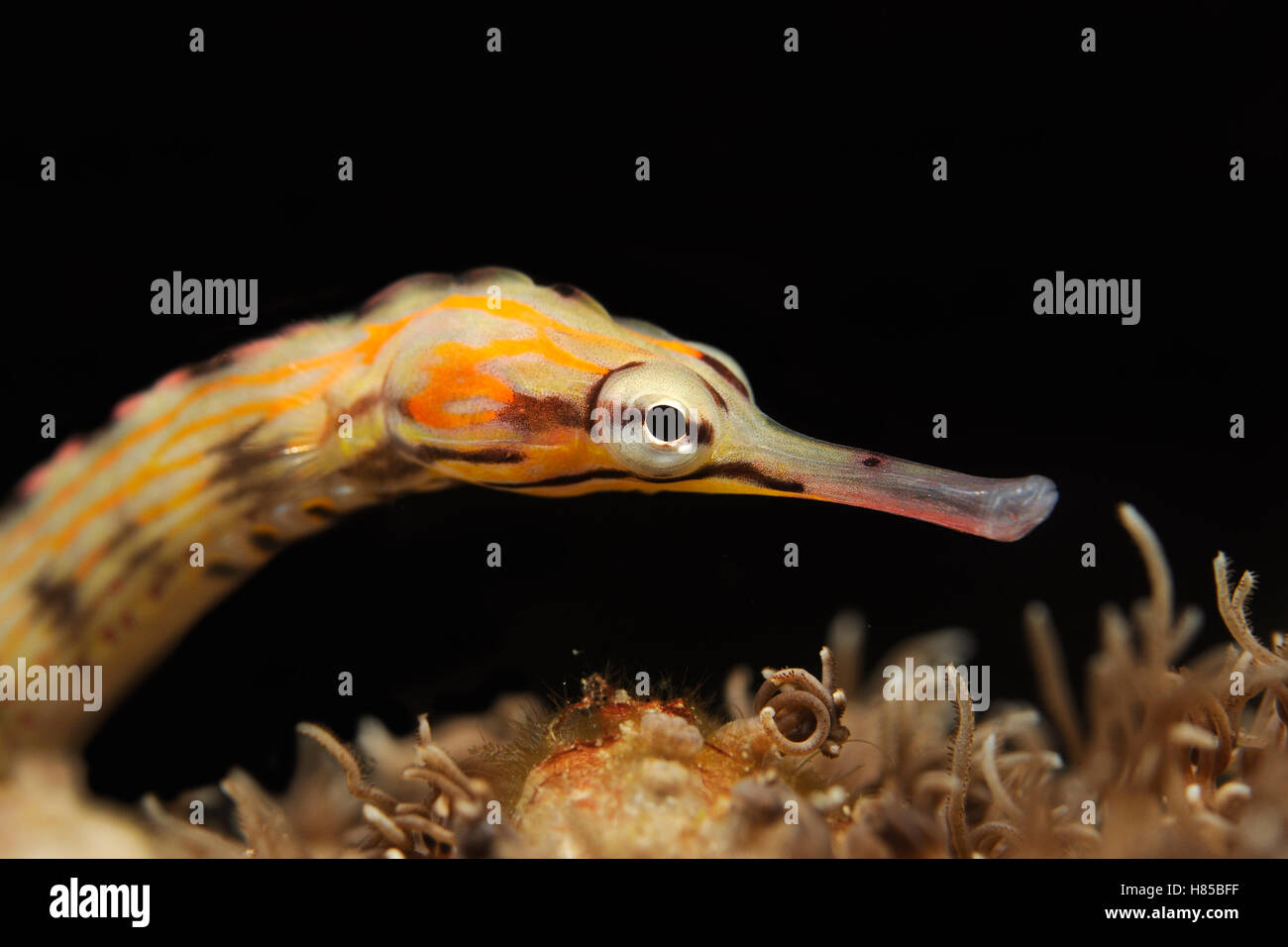 Reef-top Pipefish (Corythoichthys haematopterus) in coral, Cebu ...
