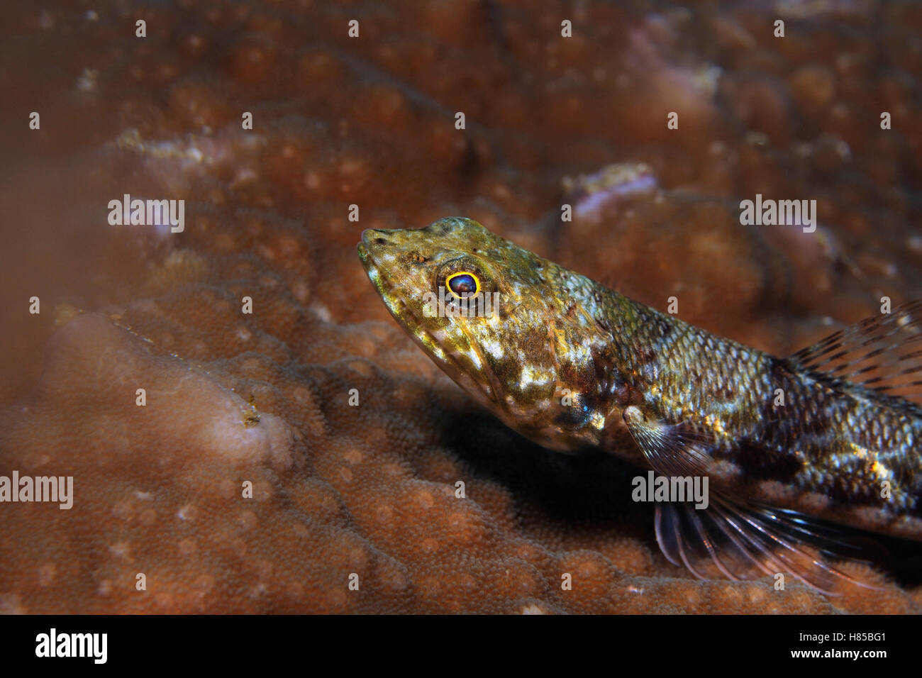 Variegated Lizardfish (Synodus variegatus) on coral, Cebu, Philippines ...