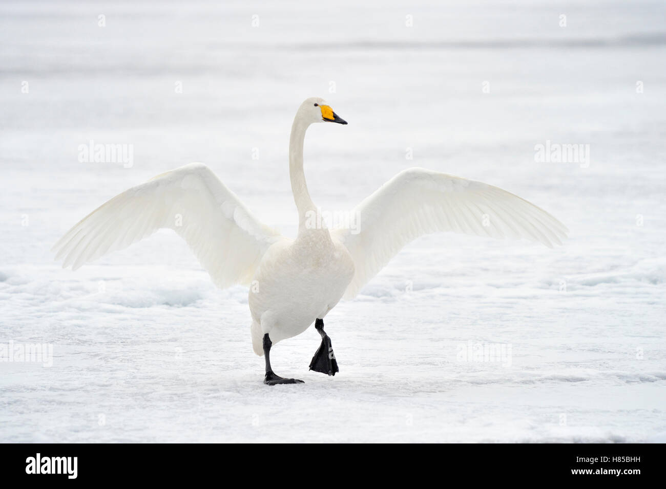 Whooper Swan (Cygnus cygnus) spreading wings, Hokkaido, Japan Stock ...