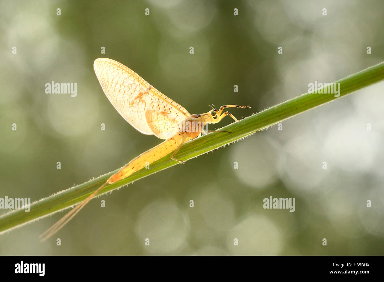 Mayfly drying after molting in early sunlight, Limburg, Netherlands ...