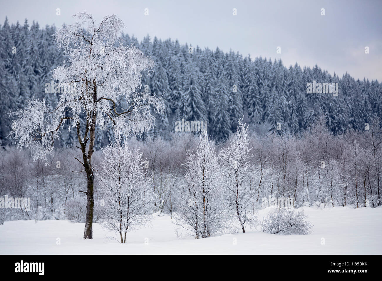 Birch (Betula sp) trees in winter, Liege, Belgium Stock Photo - Alamy