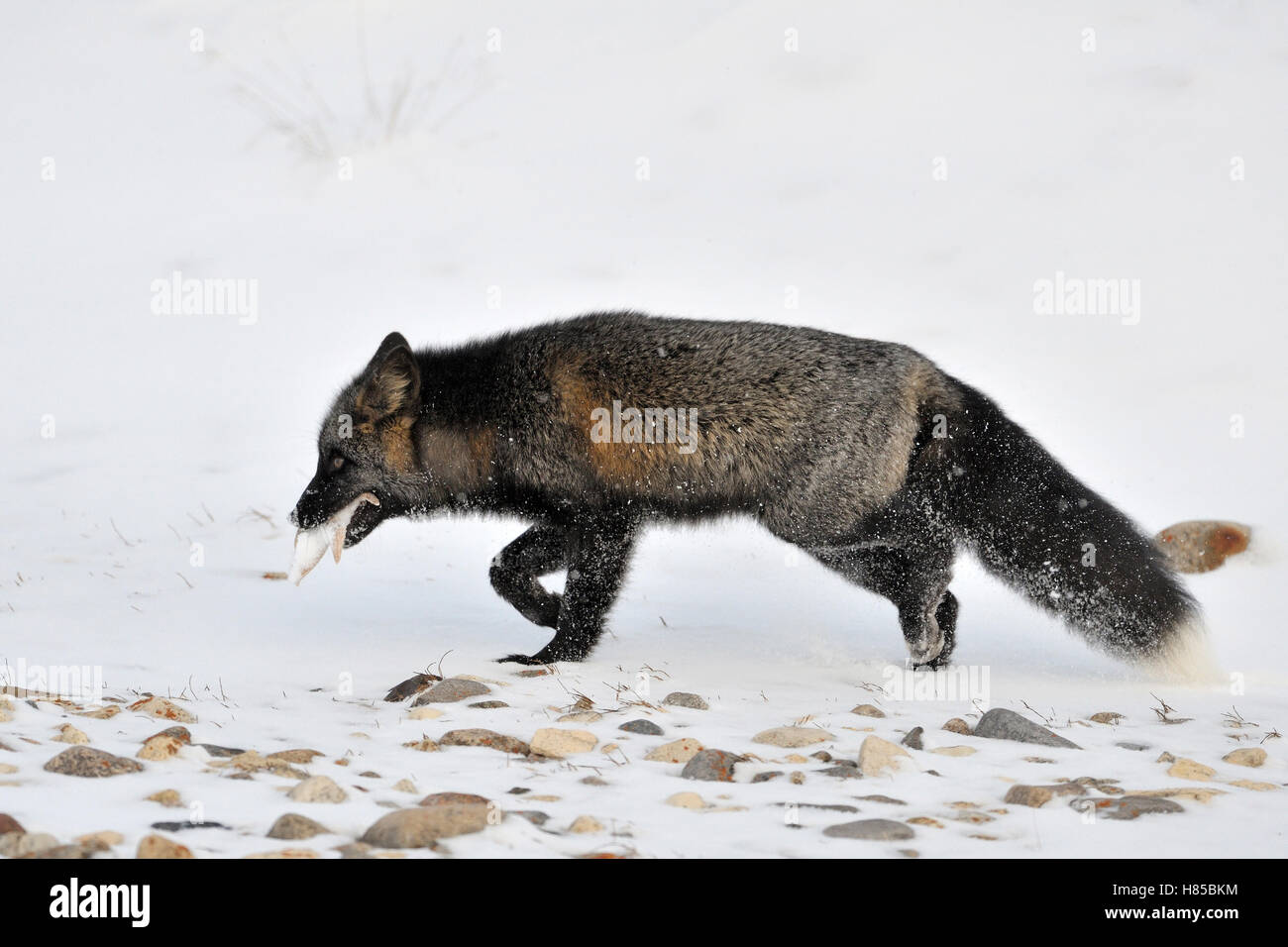 Red Fox (Vulpes vulpes) melanistic individual, also called a Silver Fox ...