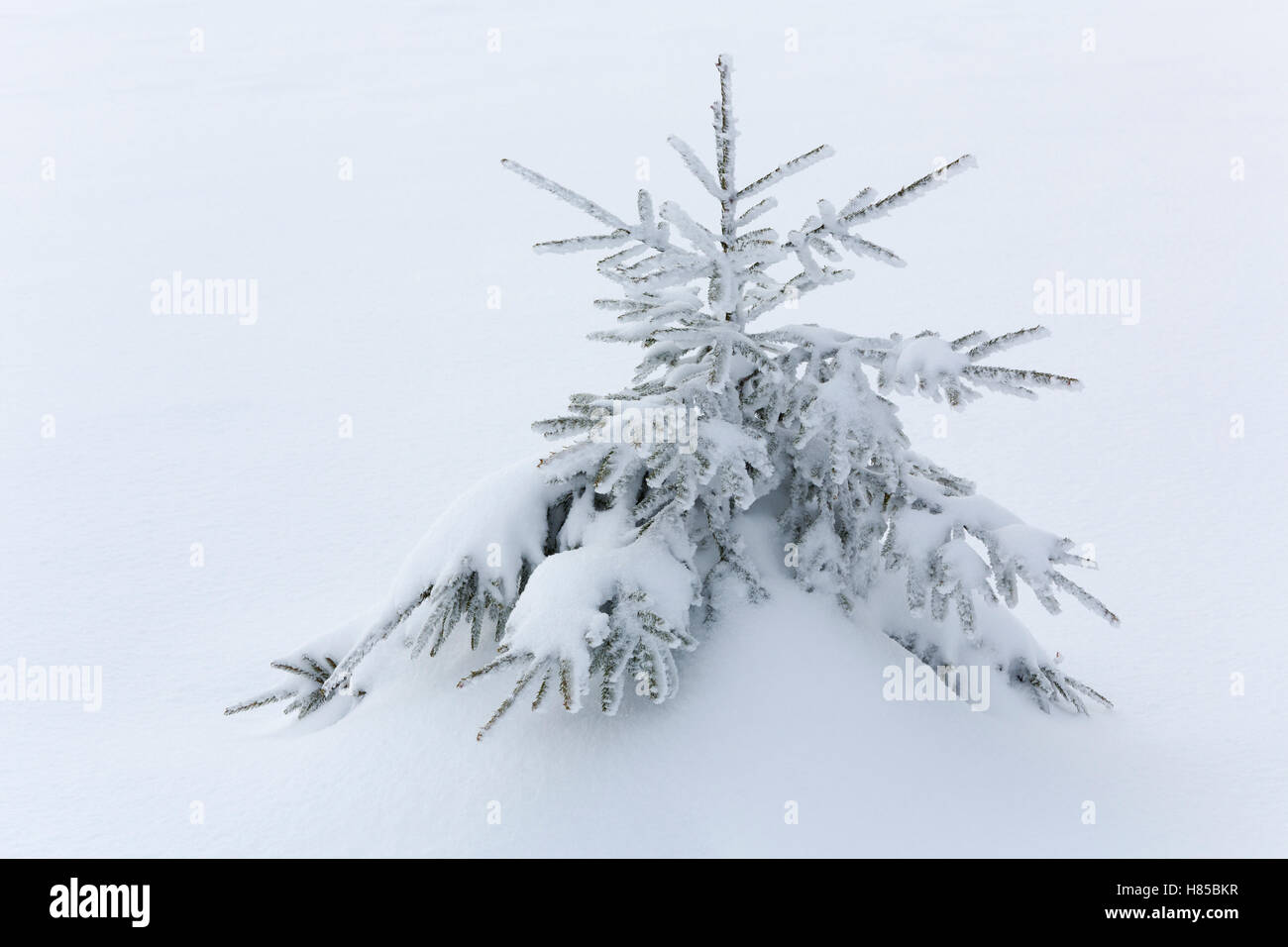 Pine (Pinus sp) tree in winter, Liege, Belgium Stock Photo - Alamy
