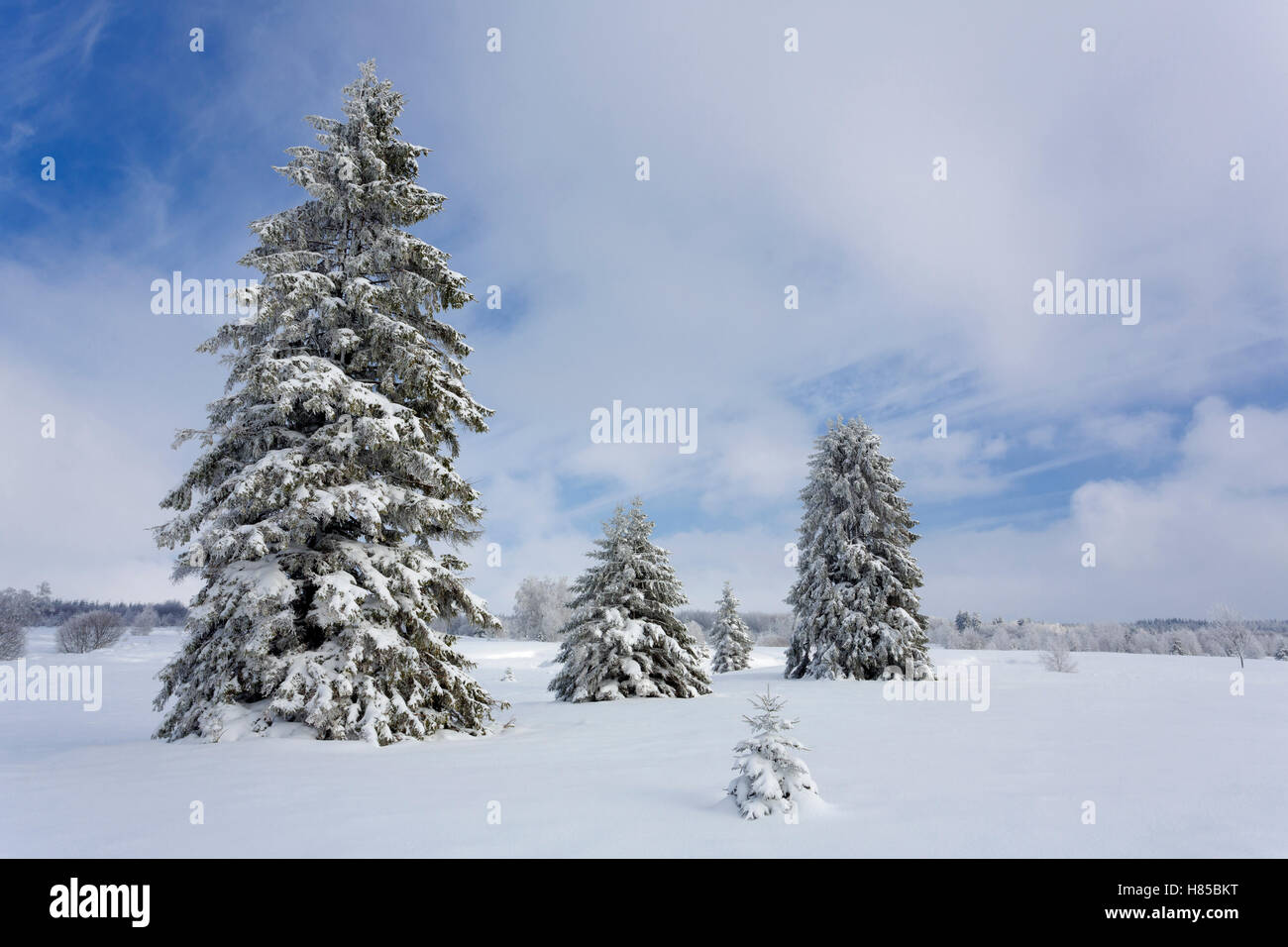 Pine (Pinus sp) trees in winter, Liege, Belgium Stock Photo - Alamy