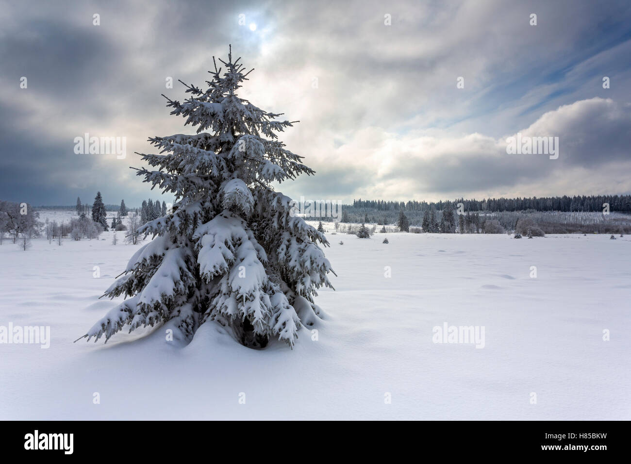 Pine (Pinus sp) trees in winter, Liege, Belgium Stock Photo - Alamy