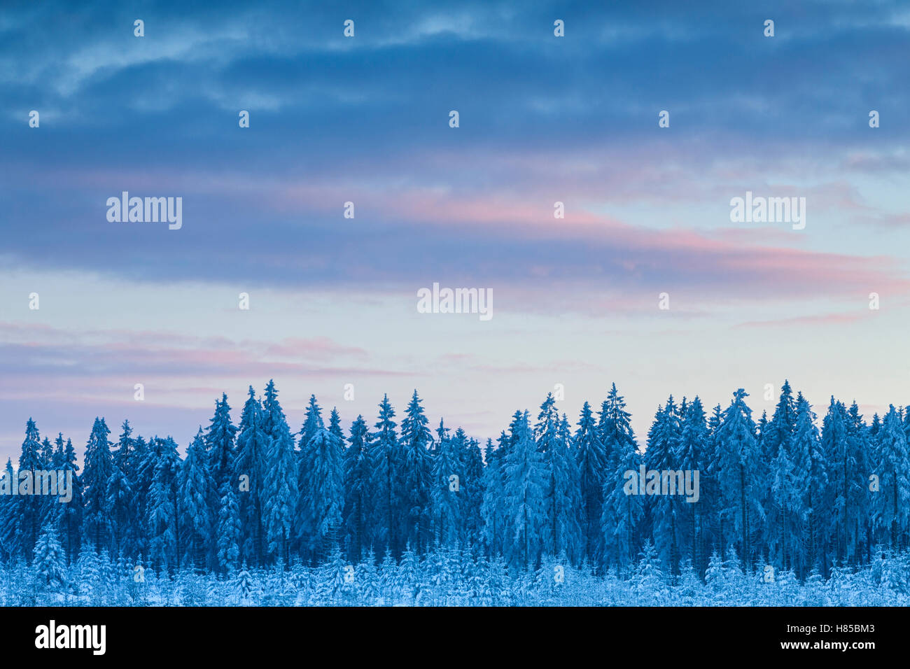 Pine (Pinus sp) trees in winter, Liege, Belgium Stock Photo - Alamy