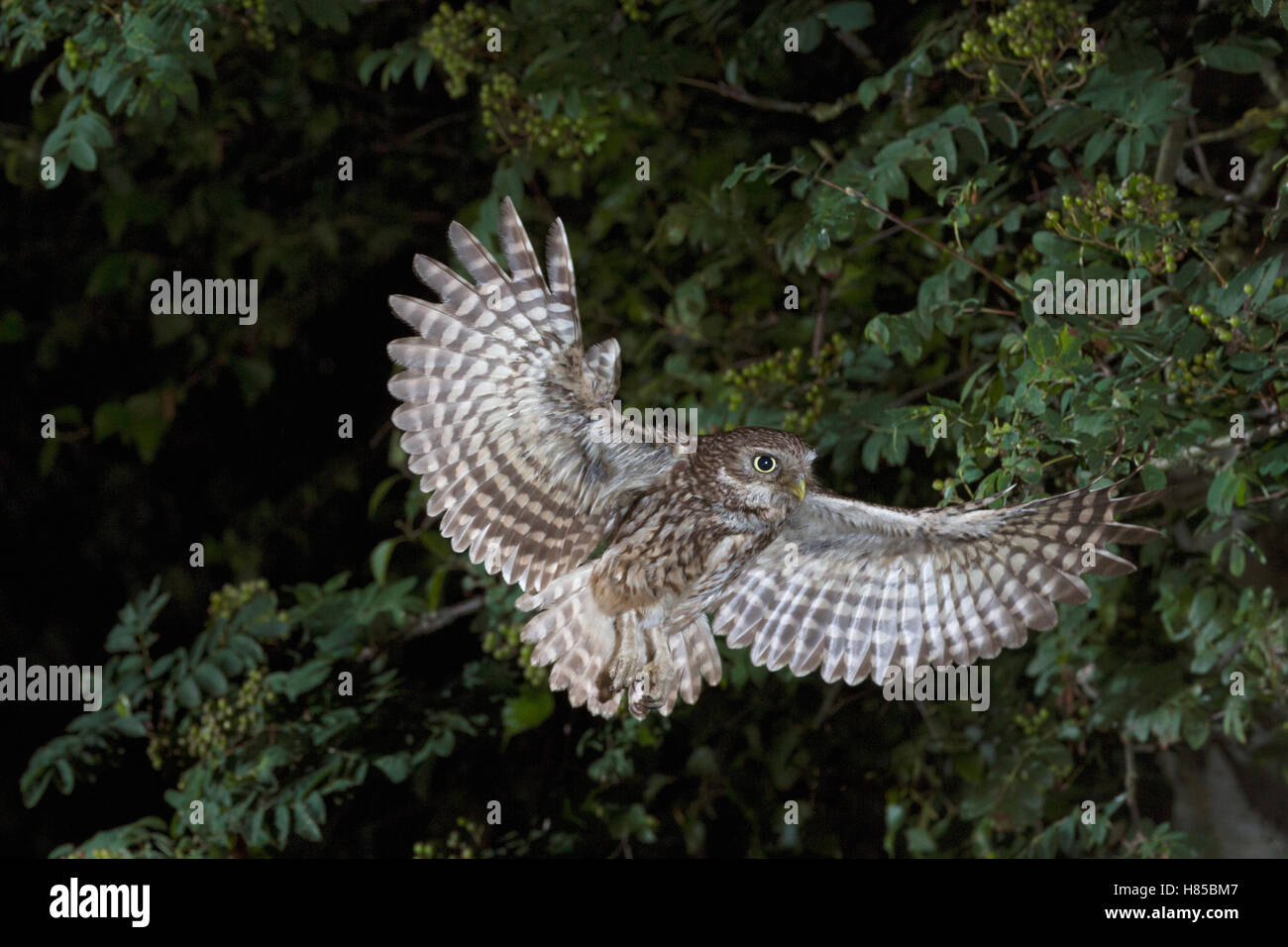 Little Owl (Athene noctua) flying at night, Noord-Brabant, Netherlands ...