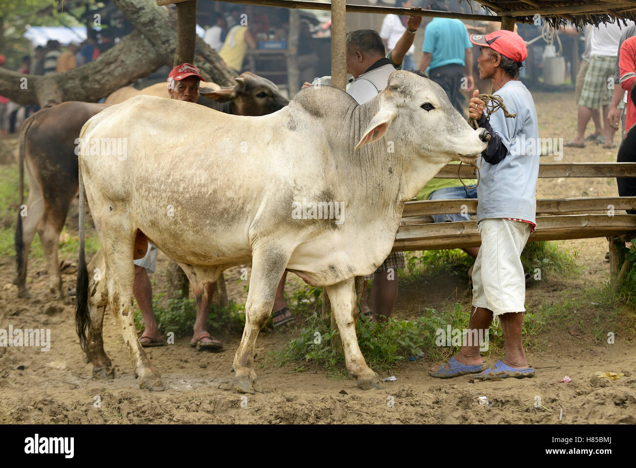 Zebu Cattle (Bos taurus) cattle with owner at cattle-market, Cebu ...