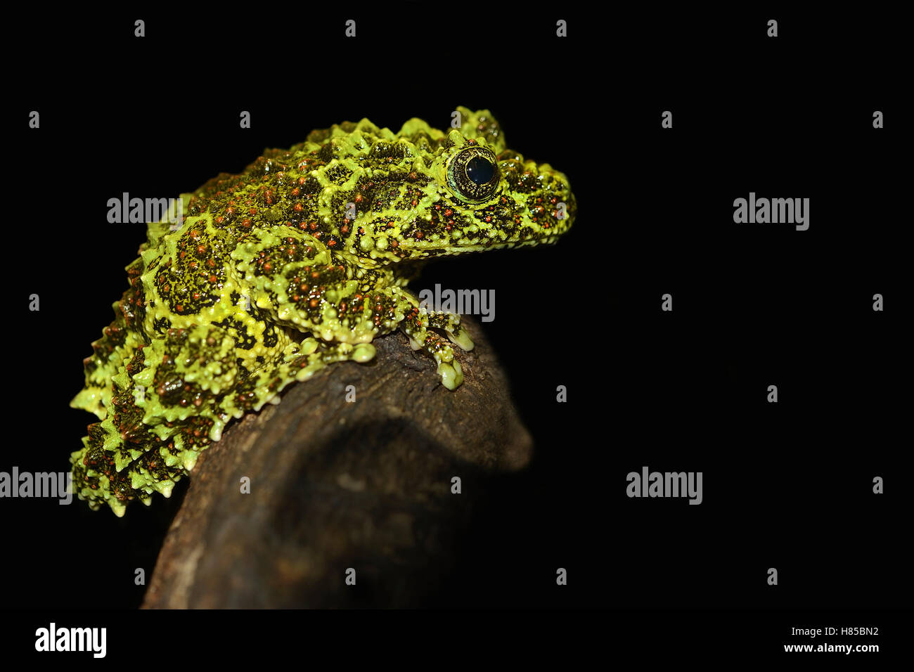 Moss Frog (Theloderma corticale), Limburg, Netherlands Stock Photo - Alamy