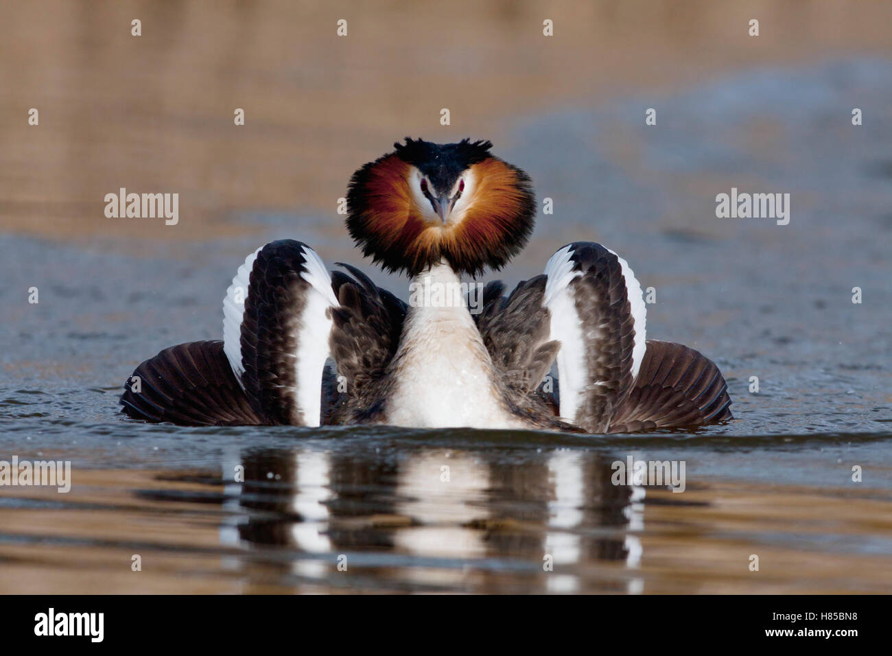 Great Crested Grebe (Podiceps cristatus) in courtship display, Noord ...