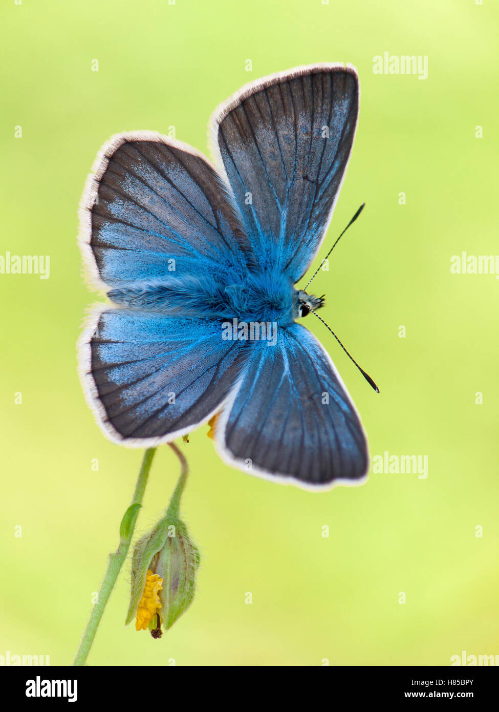 Damon Blue (Agrodiaetus damon) butterfly on flower, Switzerland Stock ...