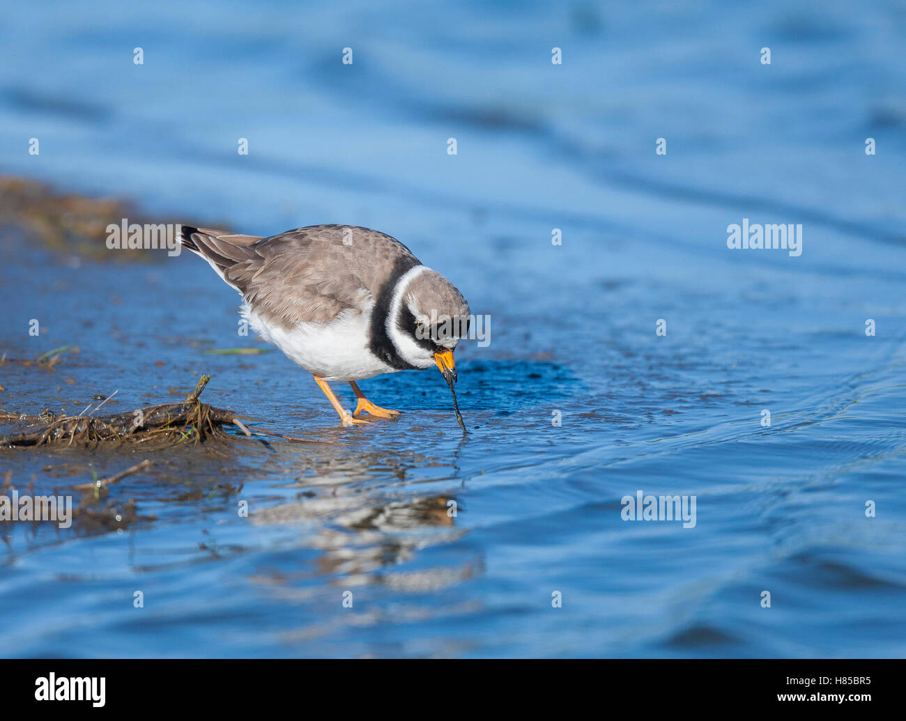 Common Ringed Plover (Charadrius hiaticula) feeding on worm in mudflat ...