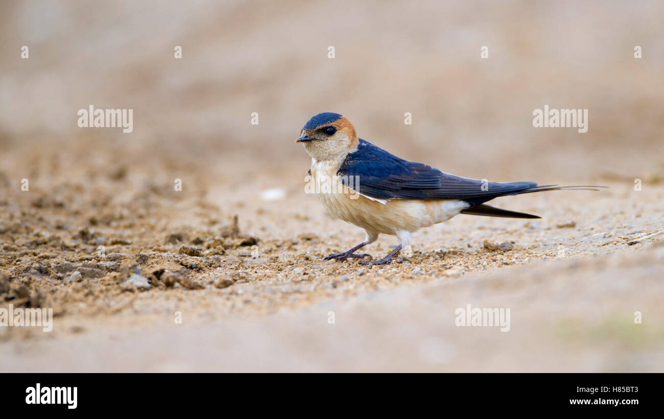 Red-rumped Swallow (Cecropis daurica), Bulgaria Stock Photo - Alamy