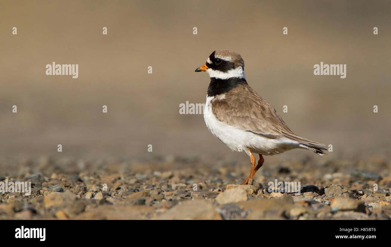 Common Ringed Plover (Charadrius hiaticula), Netherlands Stock Photo ...
