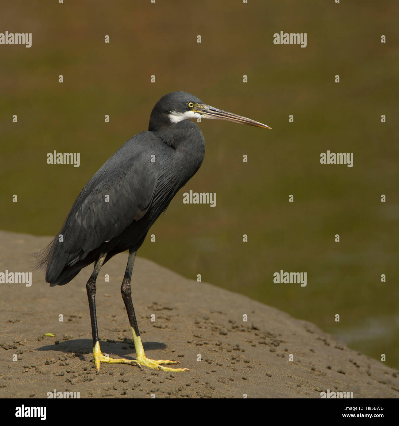 Western Reef-Egret (Egretta gularis), Gambia Stock Photo - Alamy
