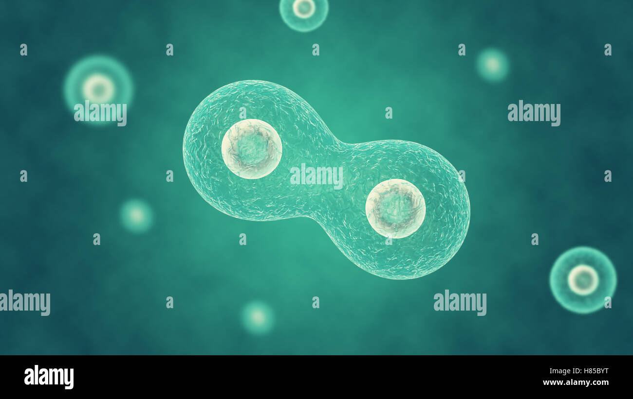 Two cells divide by osmosis, in the background other cells Stock Photo ...