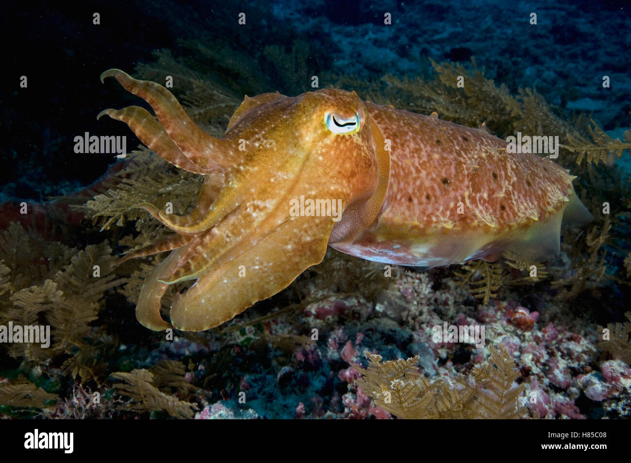 Pharaoh Cuttlefish (Sepia pharaonis) swimming, Lombok, Indonesia Stock ...