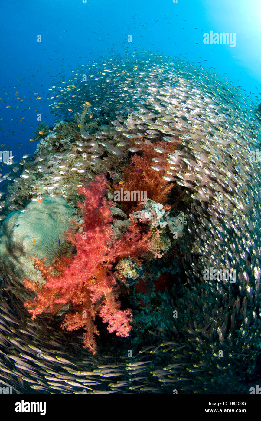 Pygmy Sweeper (Parapriacanthus ransonneti) school, Red Sea, Egypt Stock ...