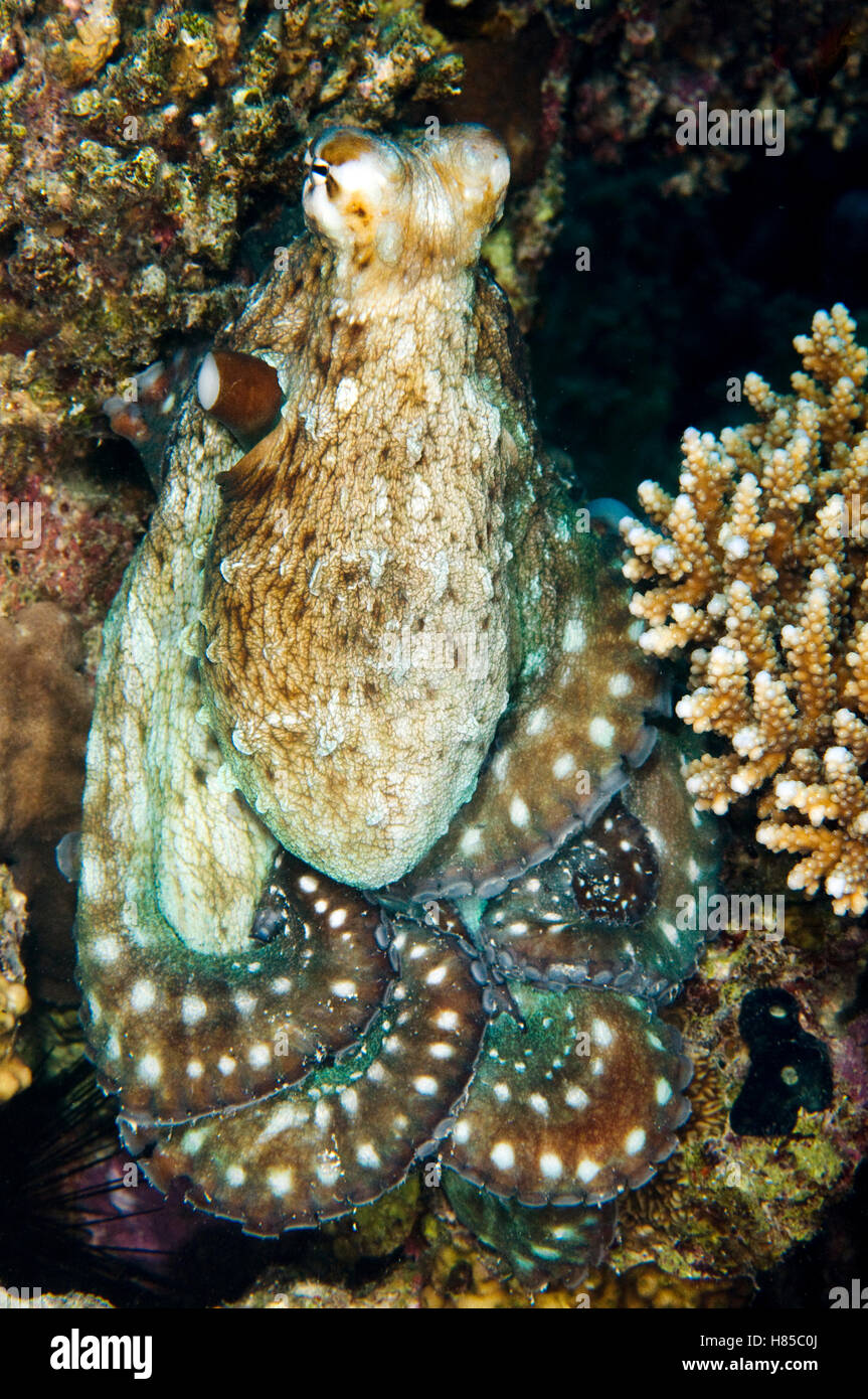 Reef Octopus (Octopus cyanea) hiding, Red Sea, Egypt Stock Photo - Alamy