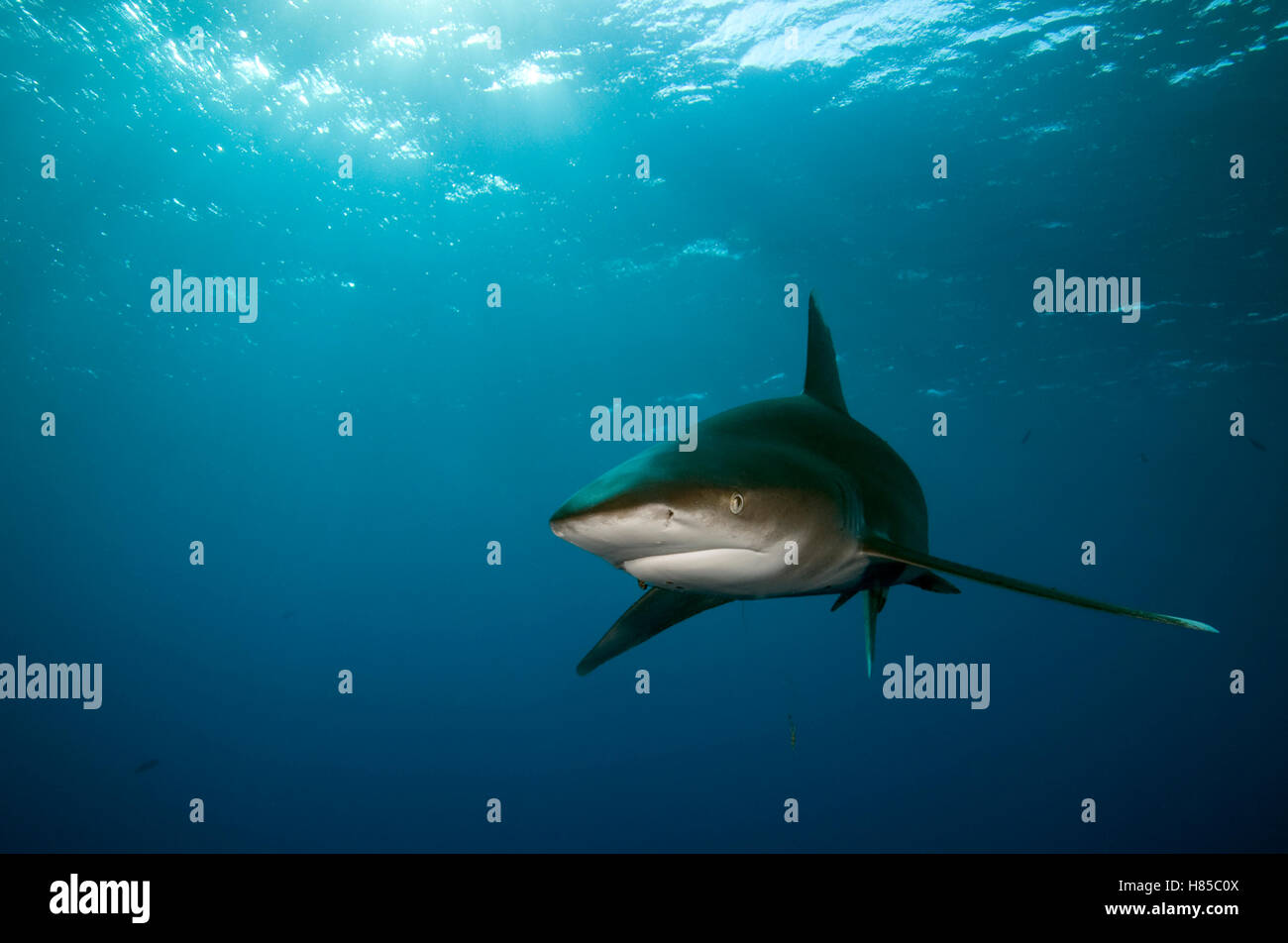 Oceanic White-tip Shark (Carcharhinus longimanus), Red Sea, Egypt Stock ...