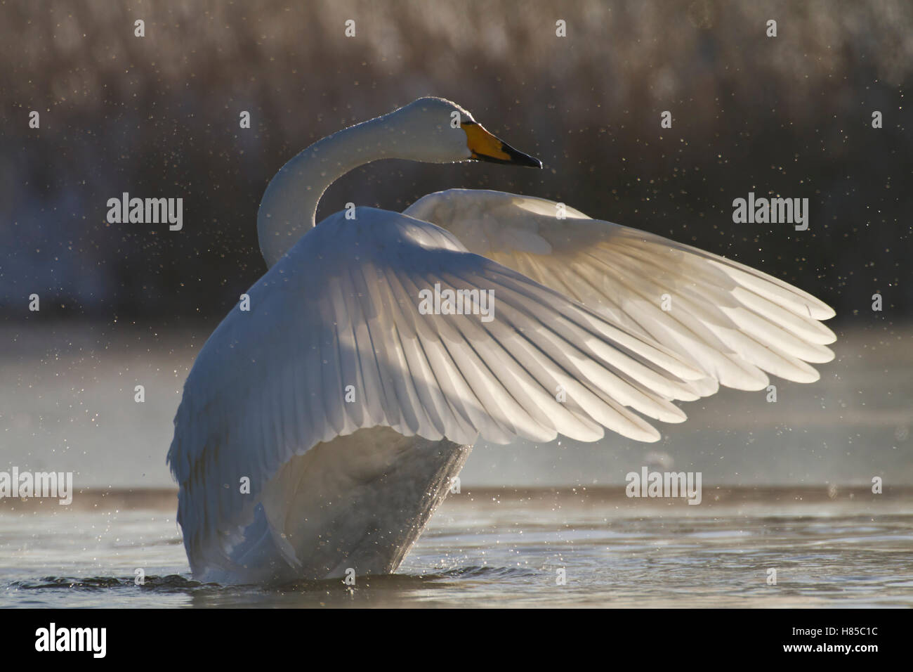 Whooper Swan (Cygnus cygnus) flapping wings, Noord-Holland, Netherlands ...