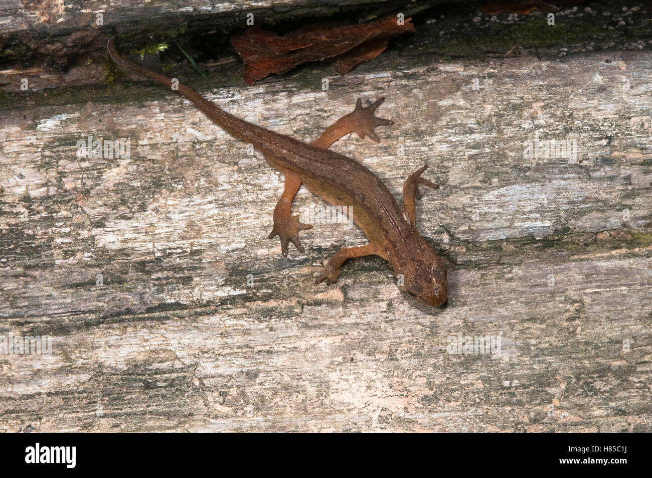 Palmate Newt (Triturus helveticus), Liege, Belgium Stock Photo - Alamy