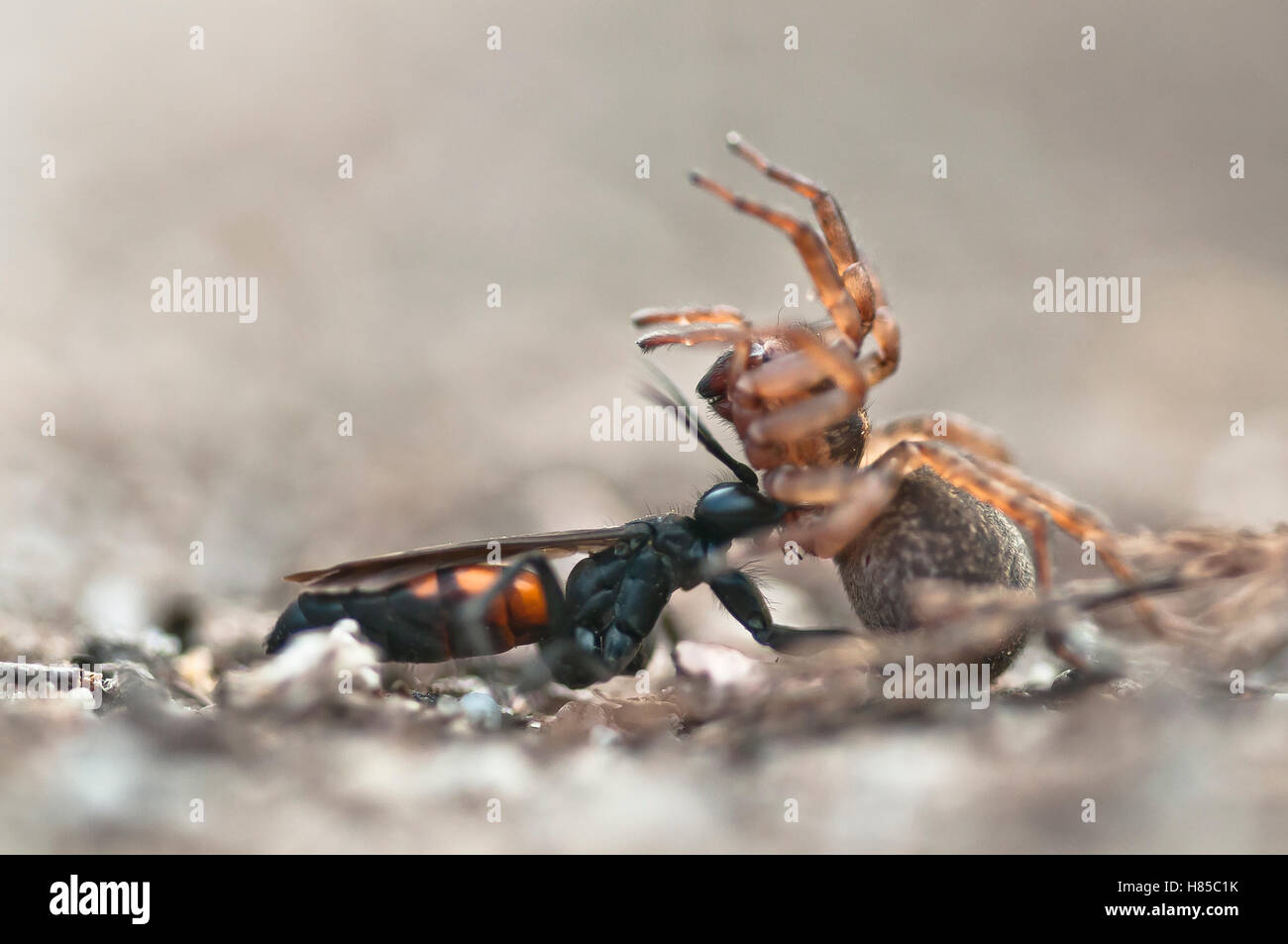Spider Wasp (Anoplius viaticus) fighting with Wolf Spider (Trochosa ...