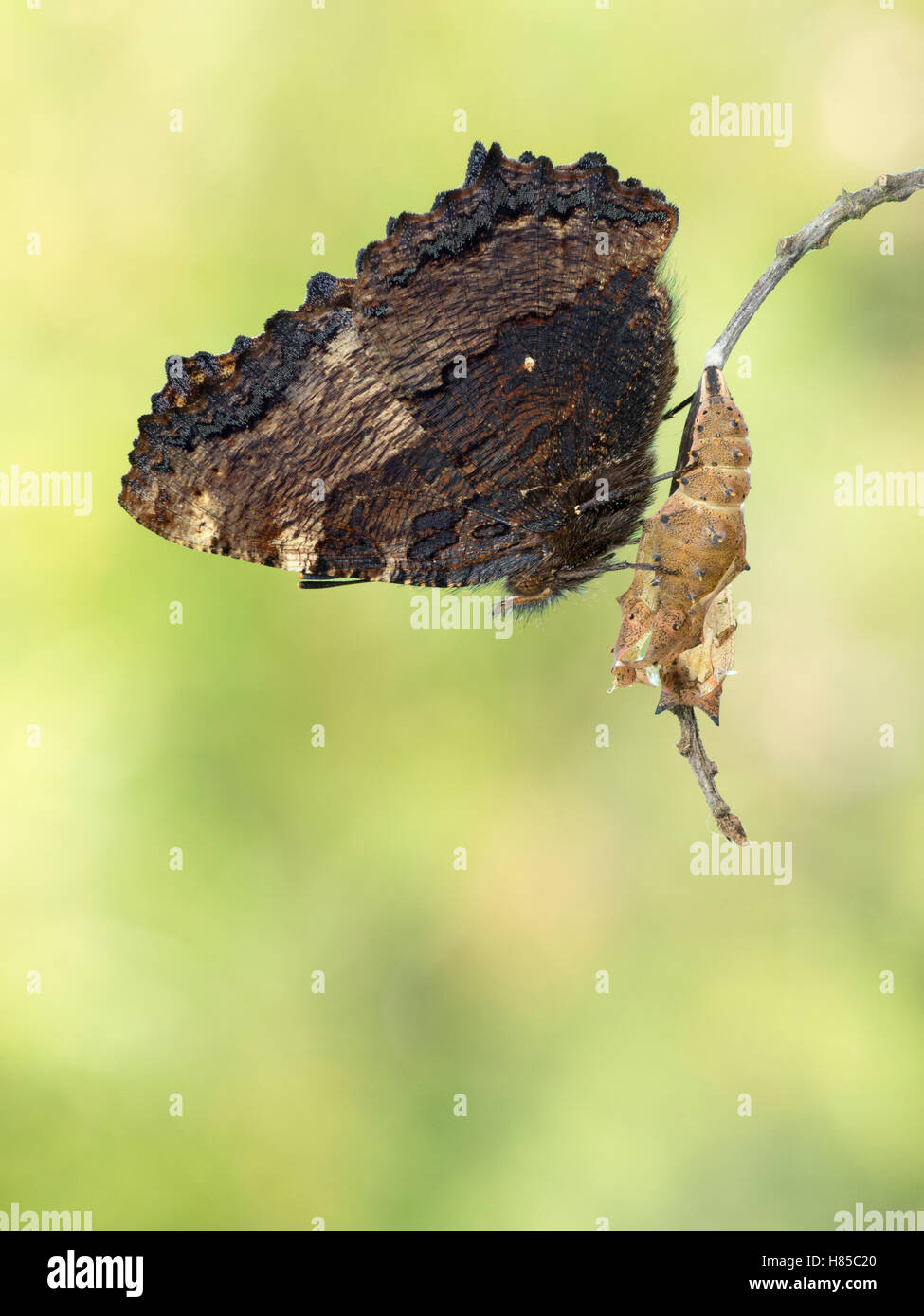 Large Tortoiseshell (Nymphalis polychloros) butterfly freshly emerged ...