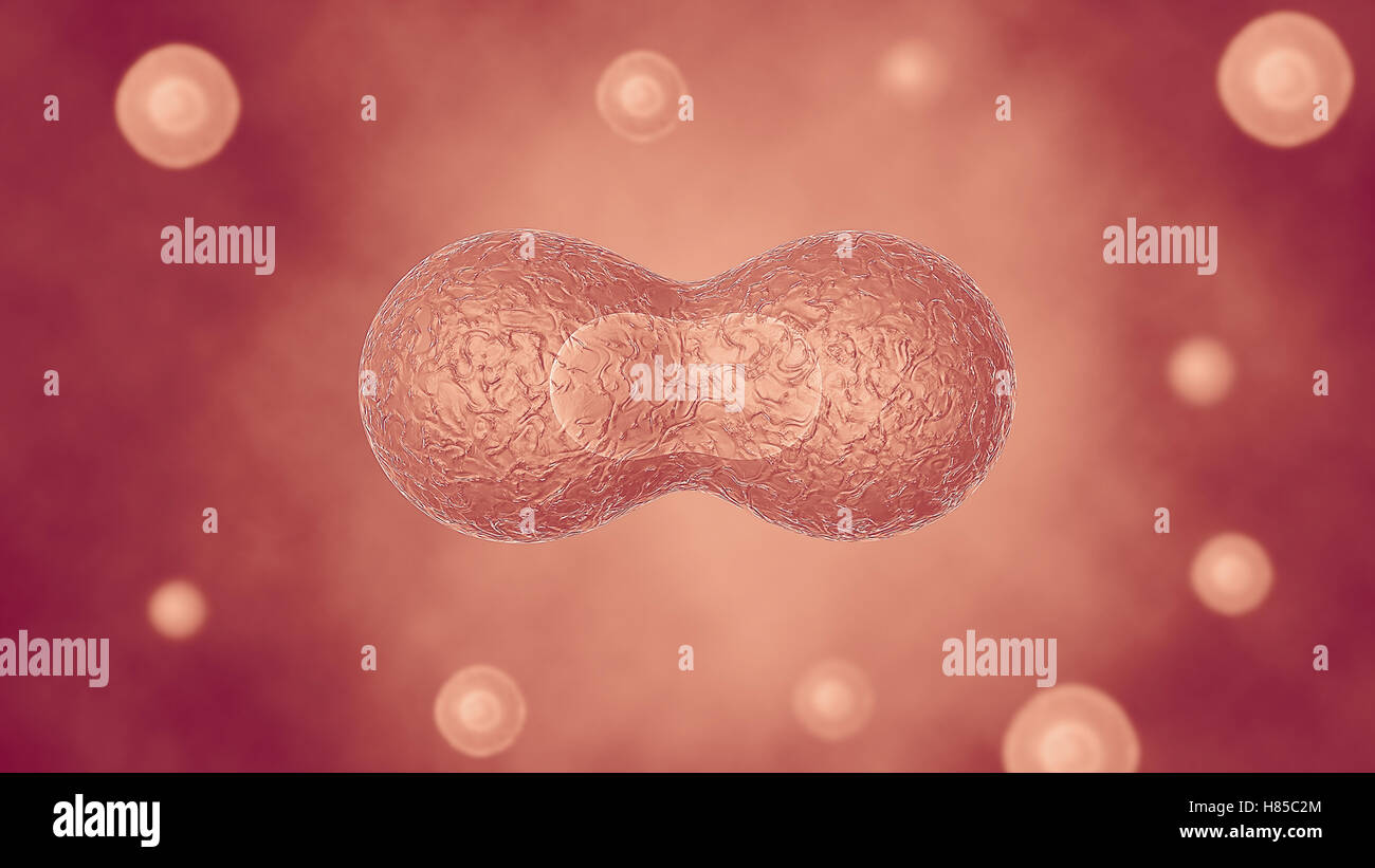 Cell nucleus dividing hi-res stock photography and images - Alamy