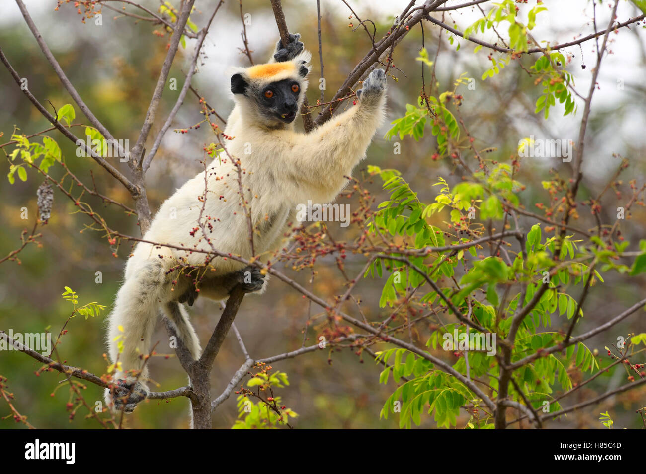Golden-crowned Sifaka (Propithecus tattersalli) feeding in tree ...