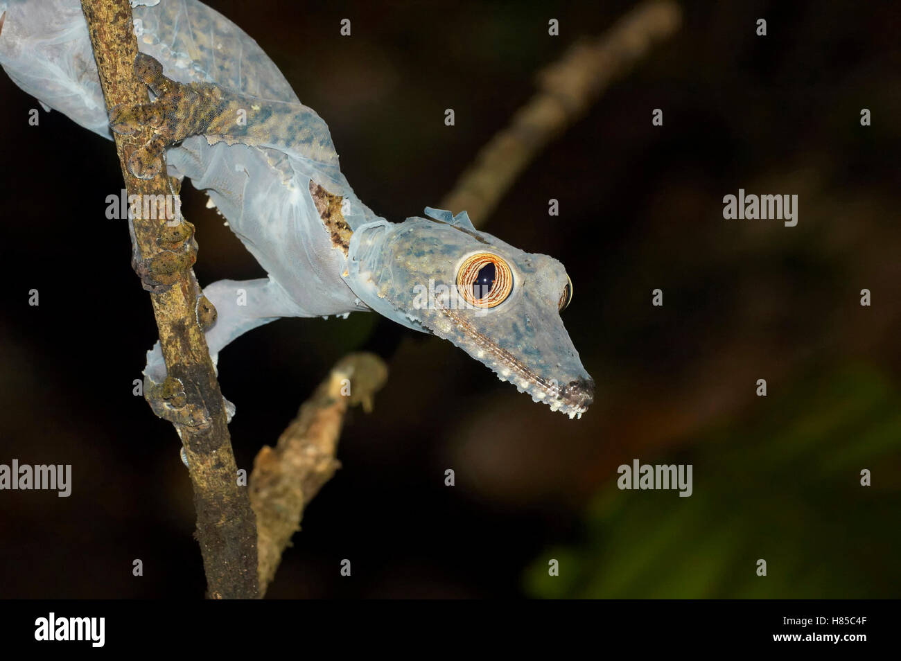 Common Flat-tail Gecko (Uroplatus fimbriatus) shedding skin, Madagascar ...
