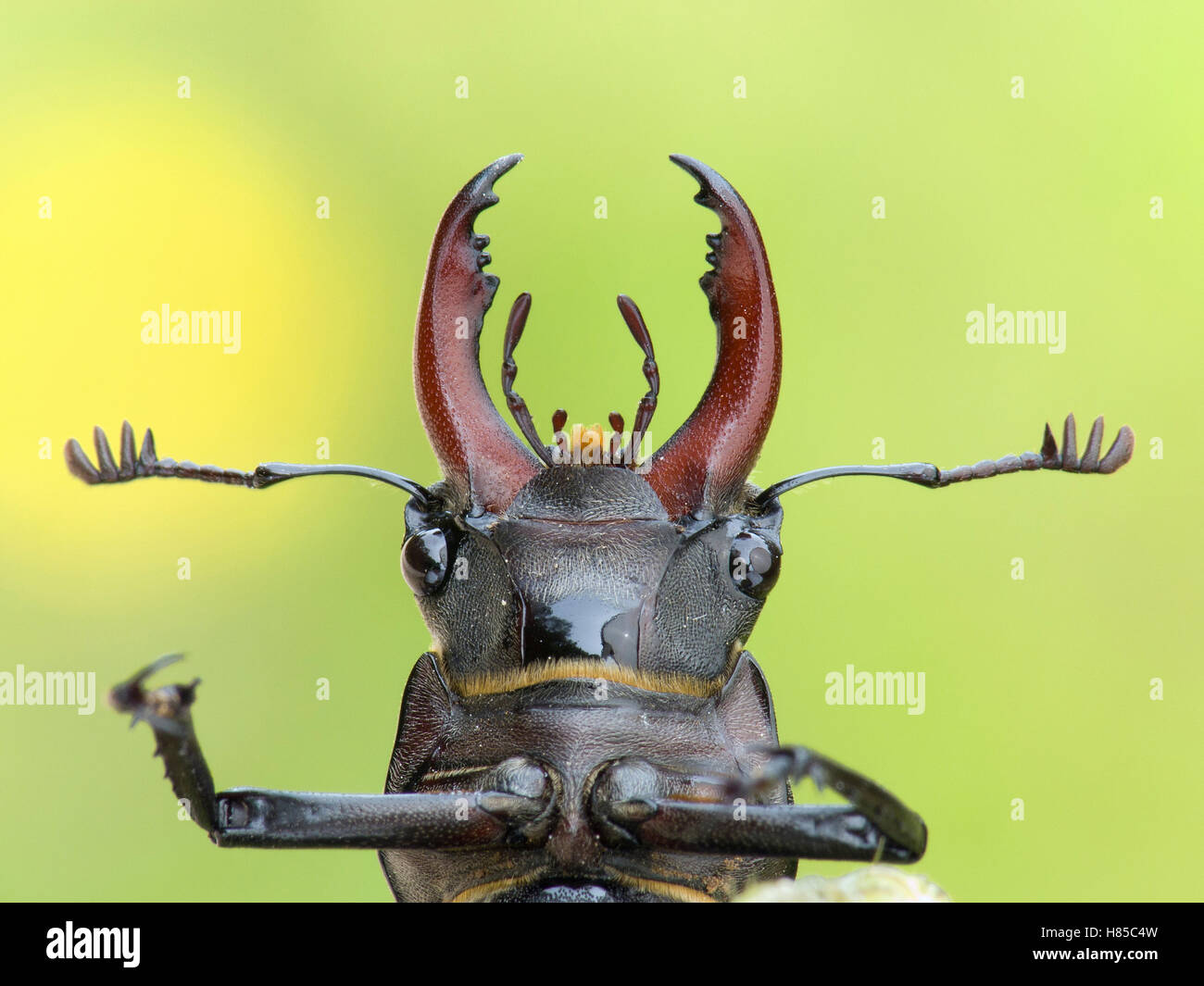 Stag Beetle (Lucanus cervus) underside, Croatia Stock Photo - Alamy