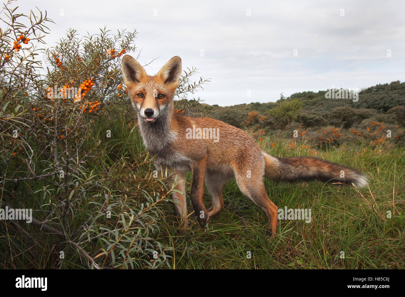 Red Fox (Vulpes vulpes), Noord-Holland, Netherlands Stock Photo - Alamy
