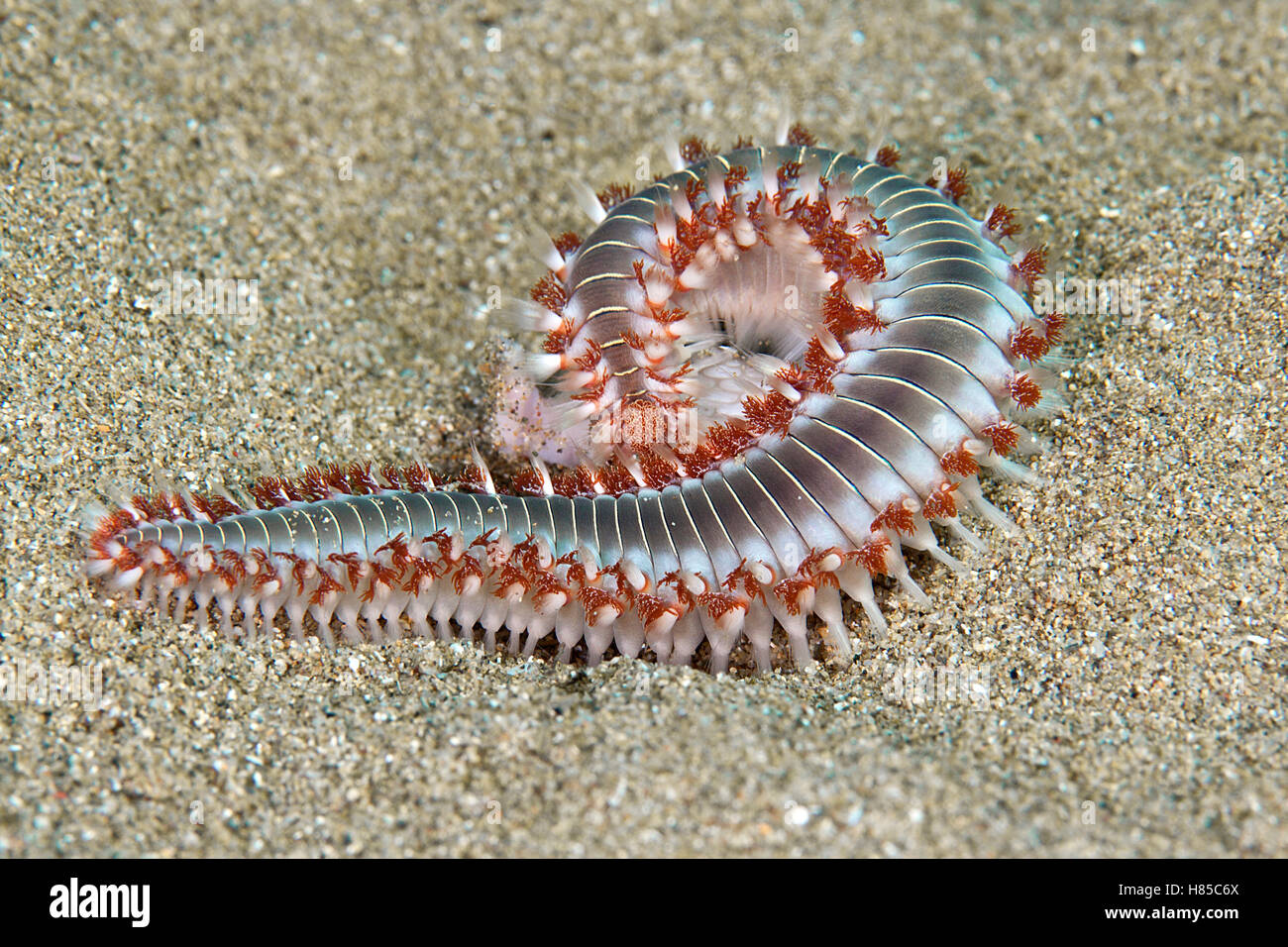 Marine Fireworm (Hermodice carunculata), Crete, Greece Stock Photo - Alamy