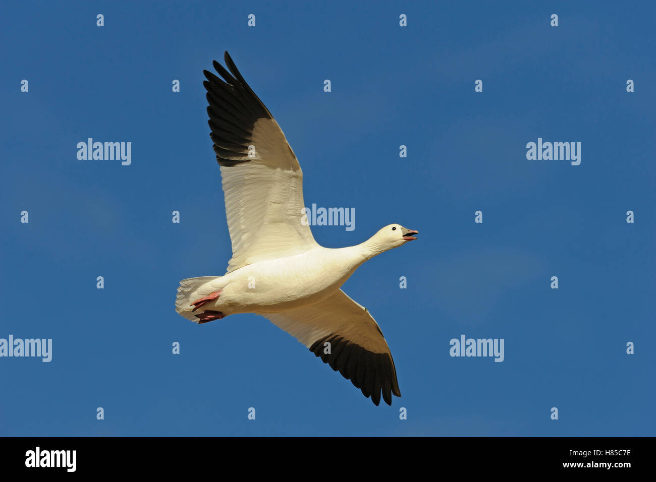 Ross' Goose (Chen rossii) flying, Bosque del Apache National Wildlife ...