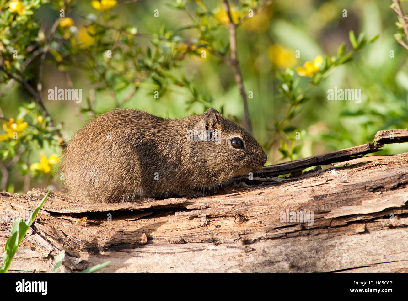 Brazilian Guinea Pig (Cavia aperea), Buenos Aires, Argentina Stock ...