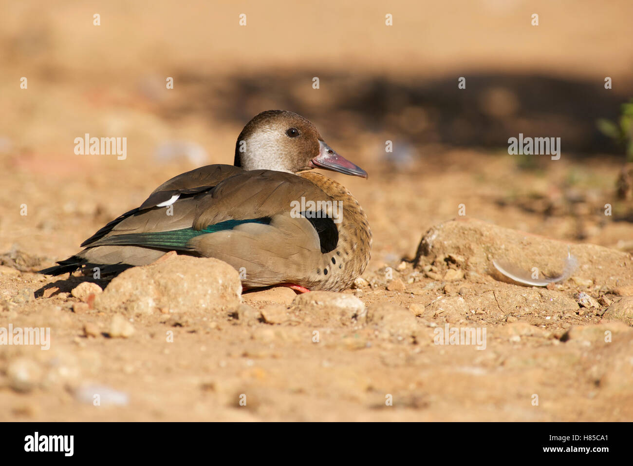 Brazilian Teal (Amazonetta brasiliensis) duck, Sao Paulo, Brazil Stock ...