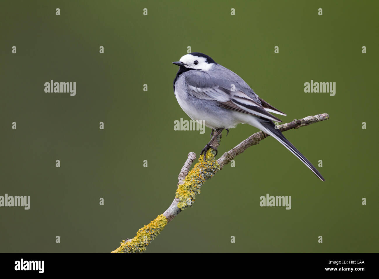 White Wagtail (Motacilla alba) female in breeding plumage, Germany ...