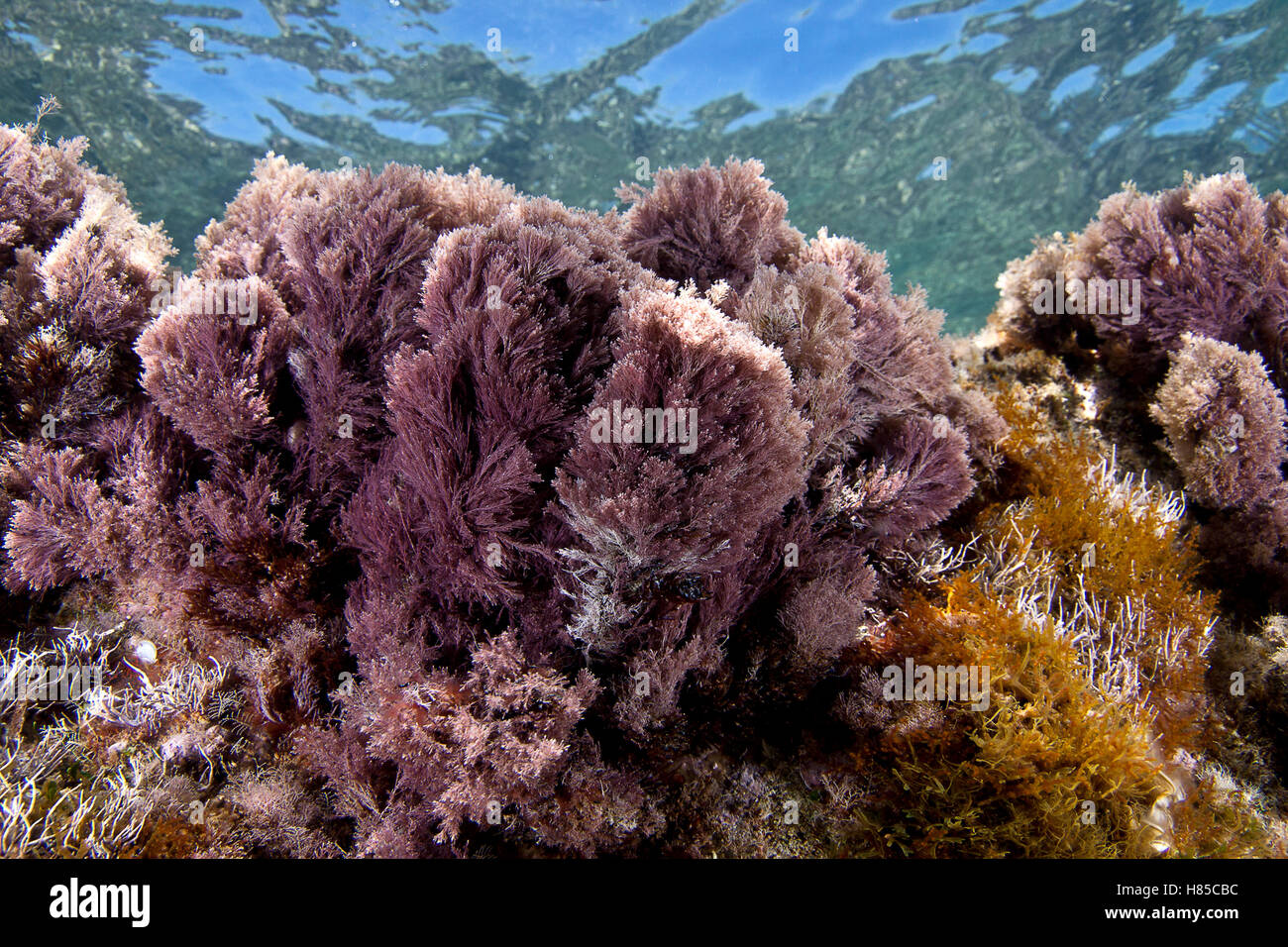 Coralline Algae (Jania rubens), Crete, Greece Stock Photo - Alamy