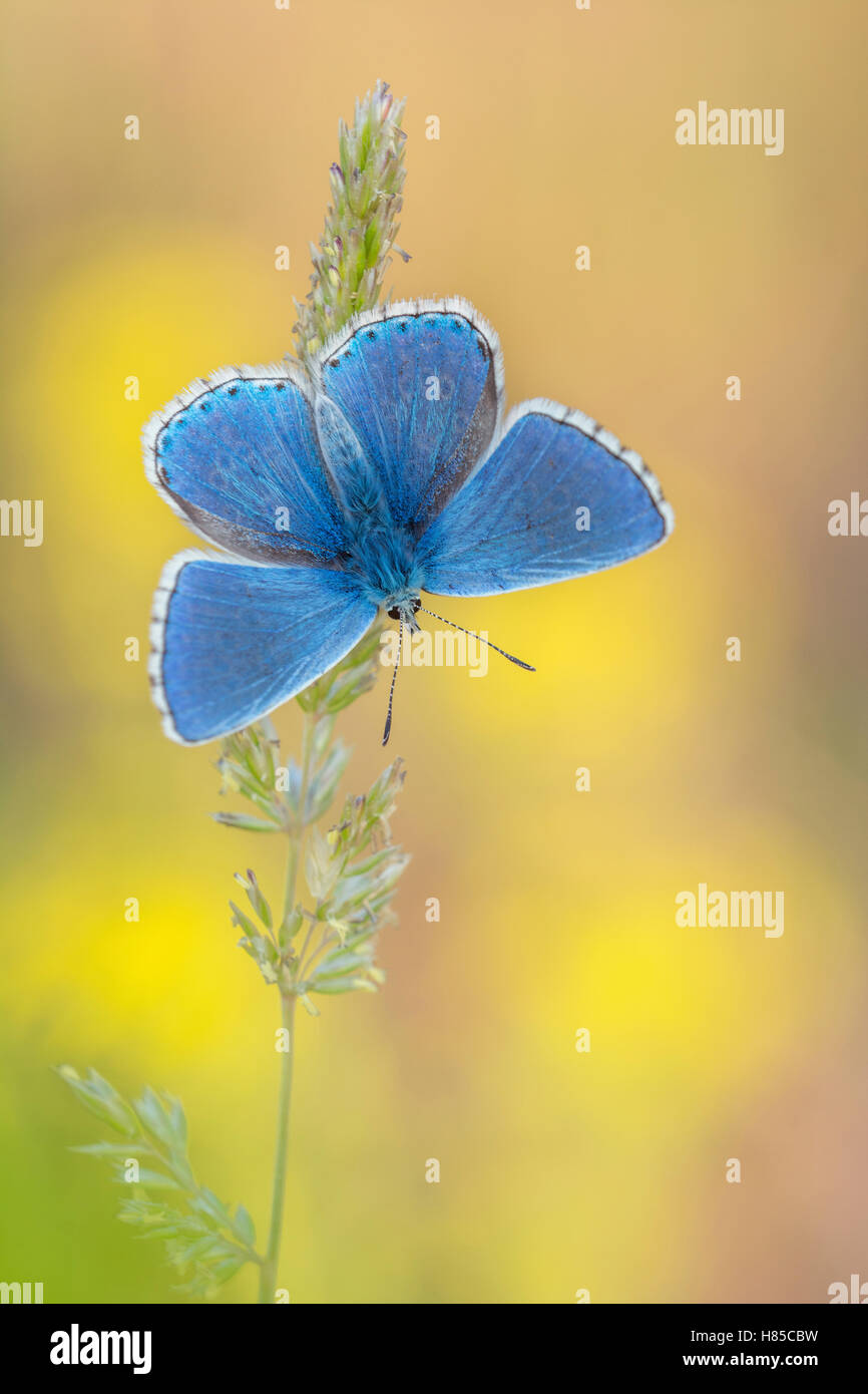 Adonis Blue (Lysandra bellargus) butterfly on flower, Hessen, Germany ...