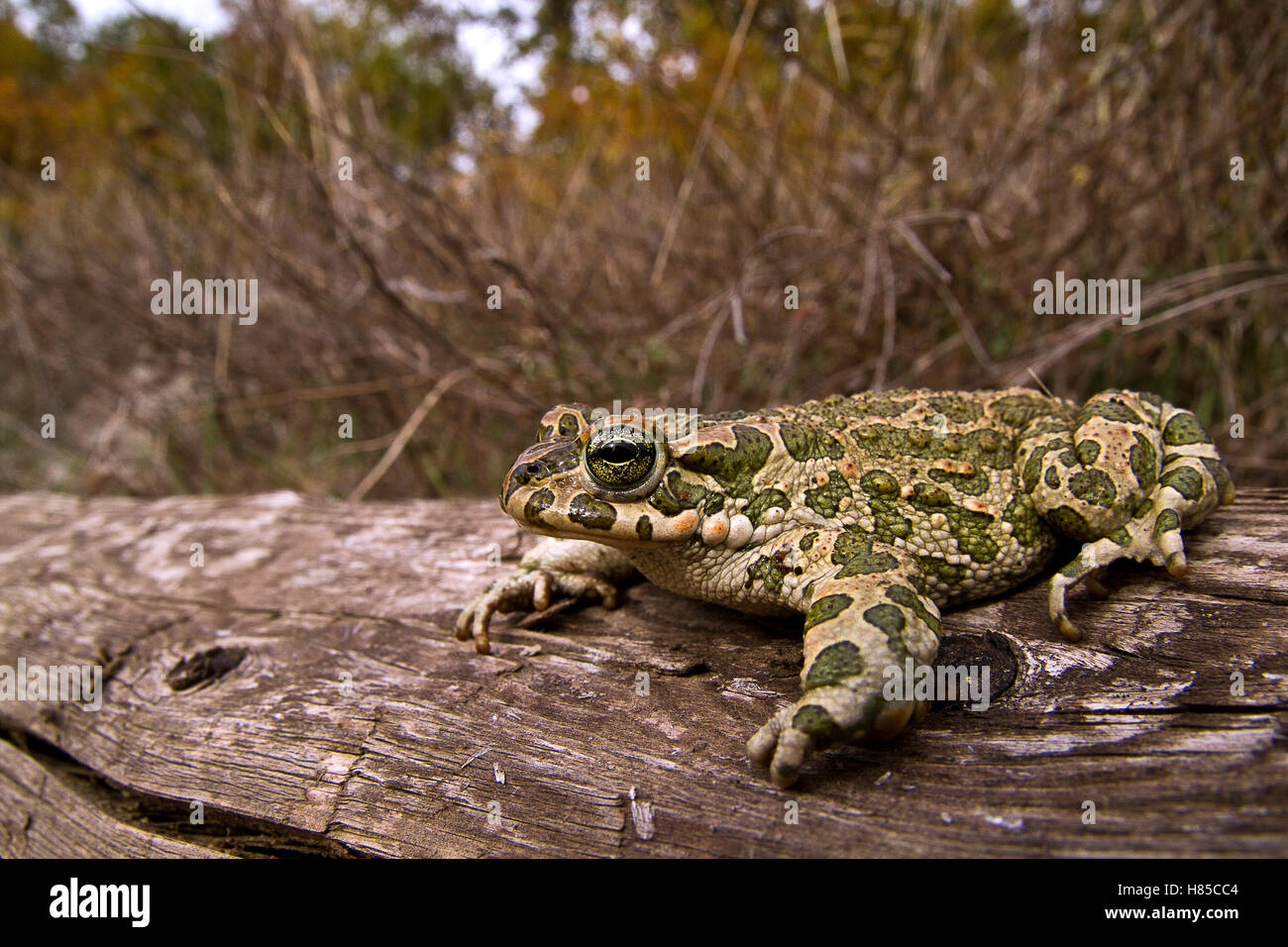 European Green Toad (Bufo viridis) on log, Greece Stock Photo - Alamy