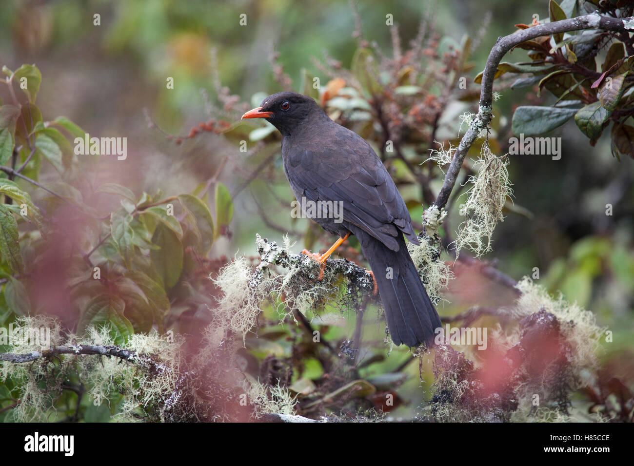 Great Thrush (Turdus fuscater), Wayqecha Cloud Forest Biological ...